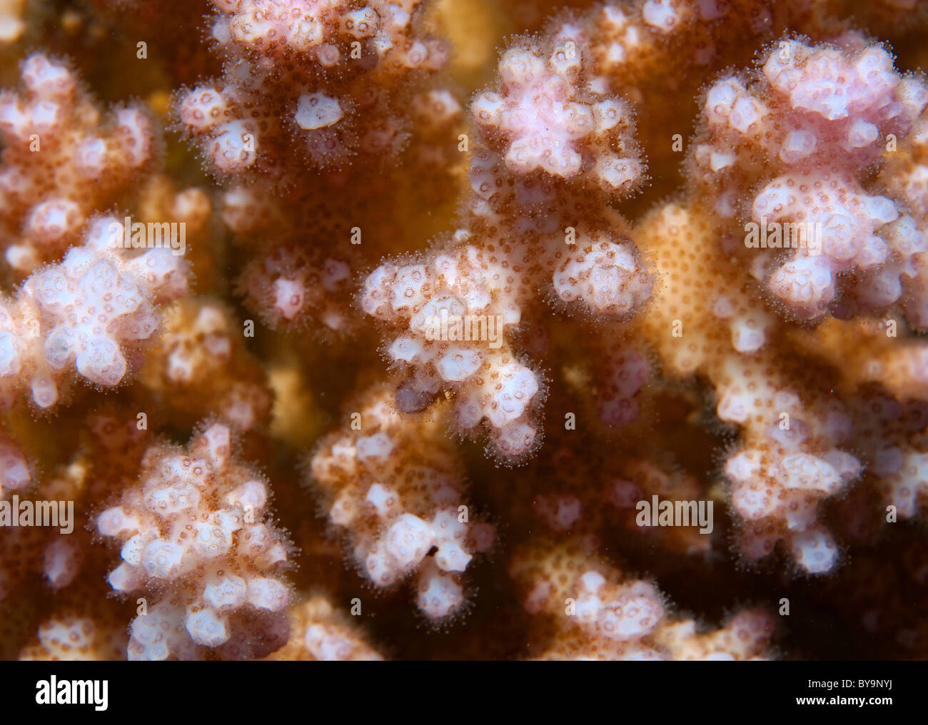 Structure of coral reef Stock Photo - Alamy
