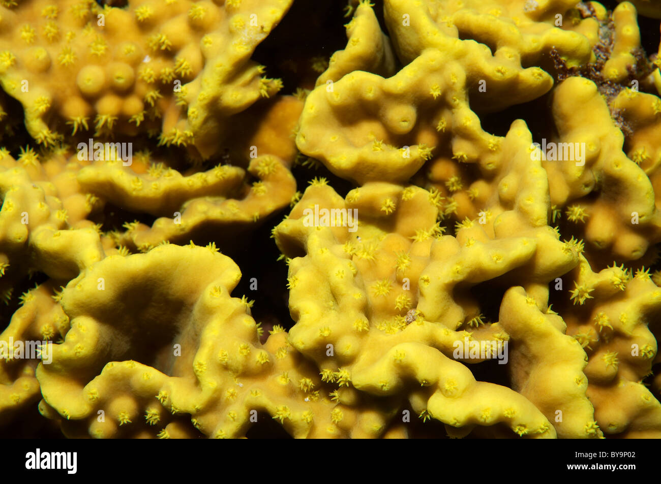 Structure of coral reef Stock Photo - Alamy