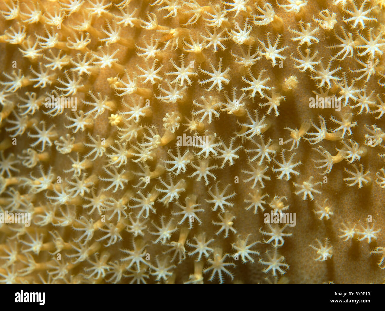 Structure of coral reef Stock Photo - Alamy