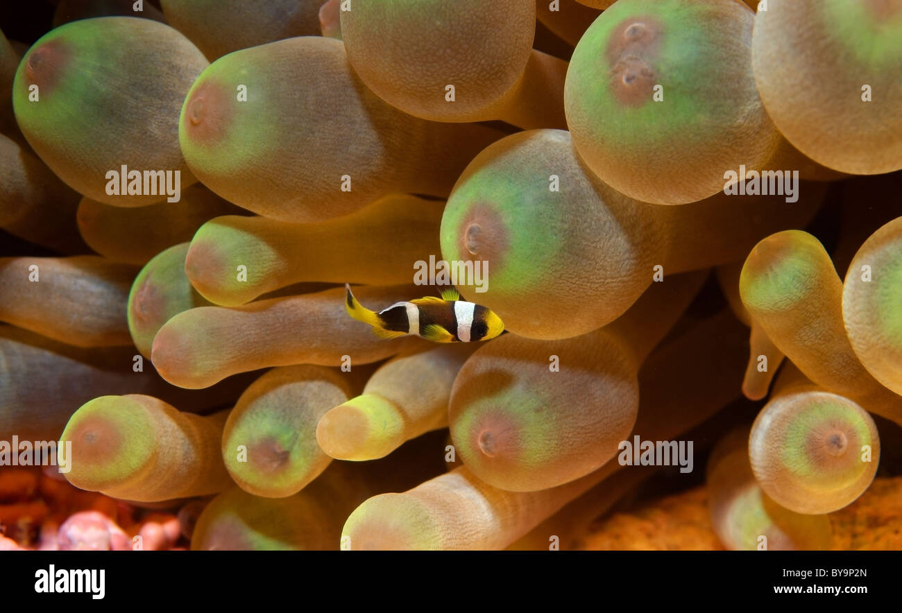 baby Anemonefish, Clownfish, Amphiprion bicinctus, Amphiprioninae Stock ...