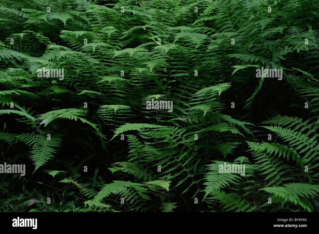 Balsam fir trees hi-res stock photography and images - Alamy