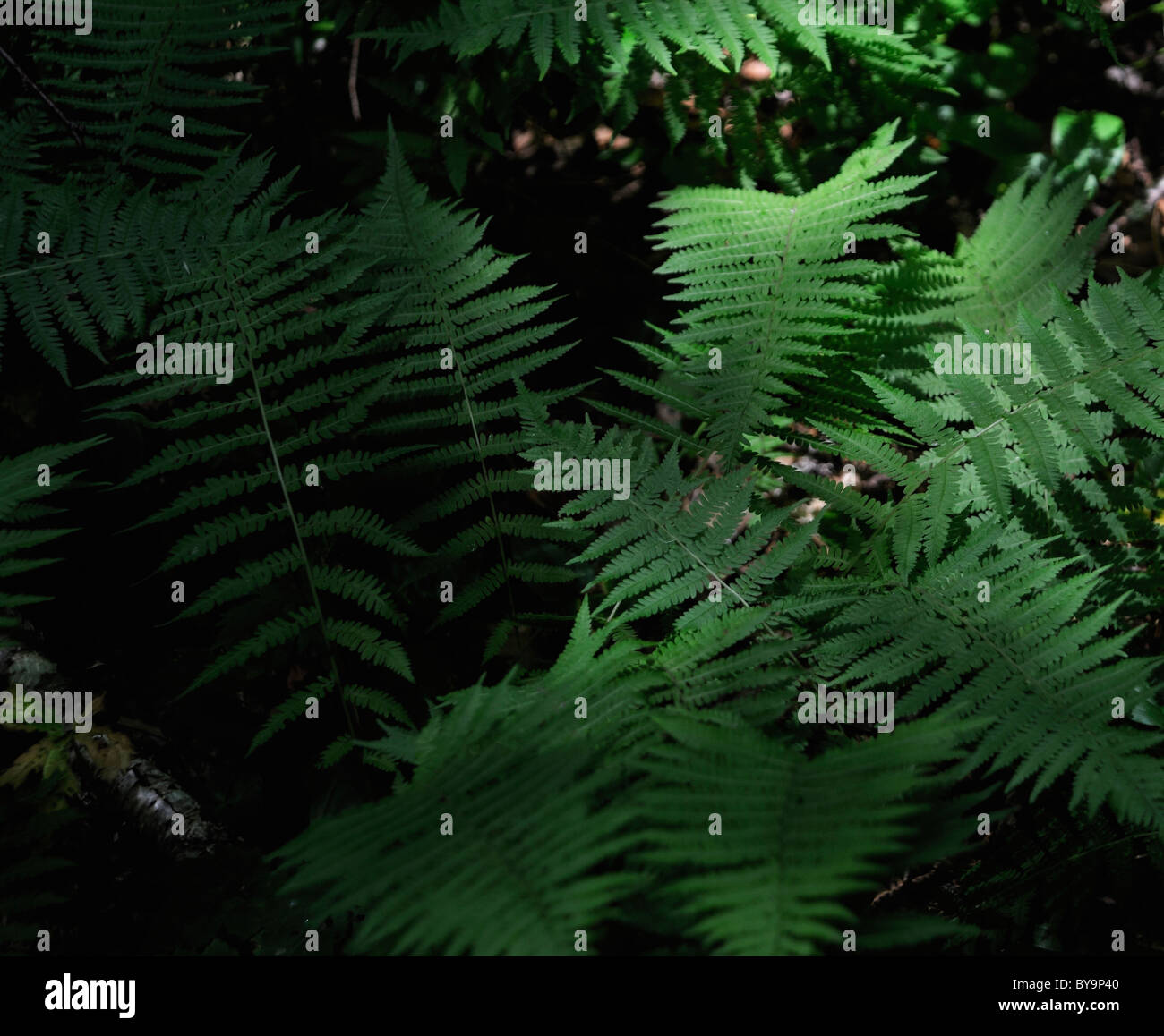 Balsam fir trees hi-res stock photography and images - Alamy