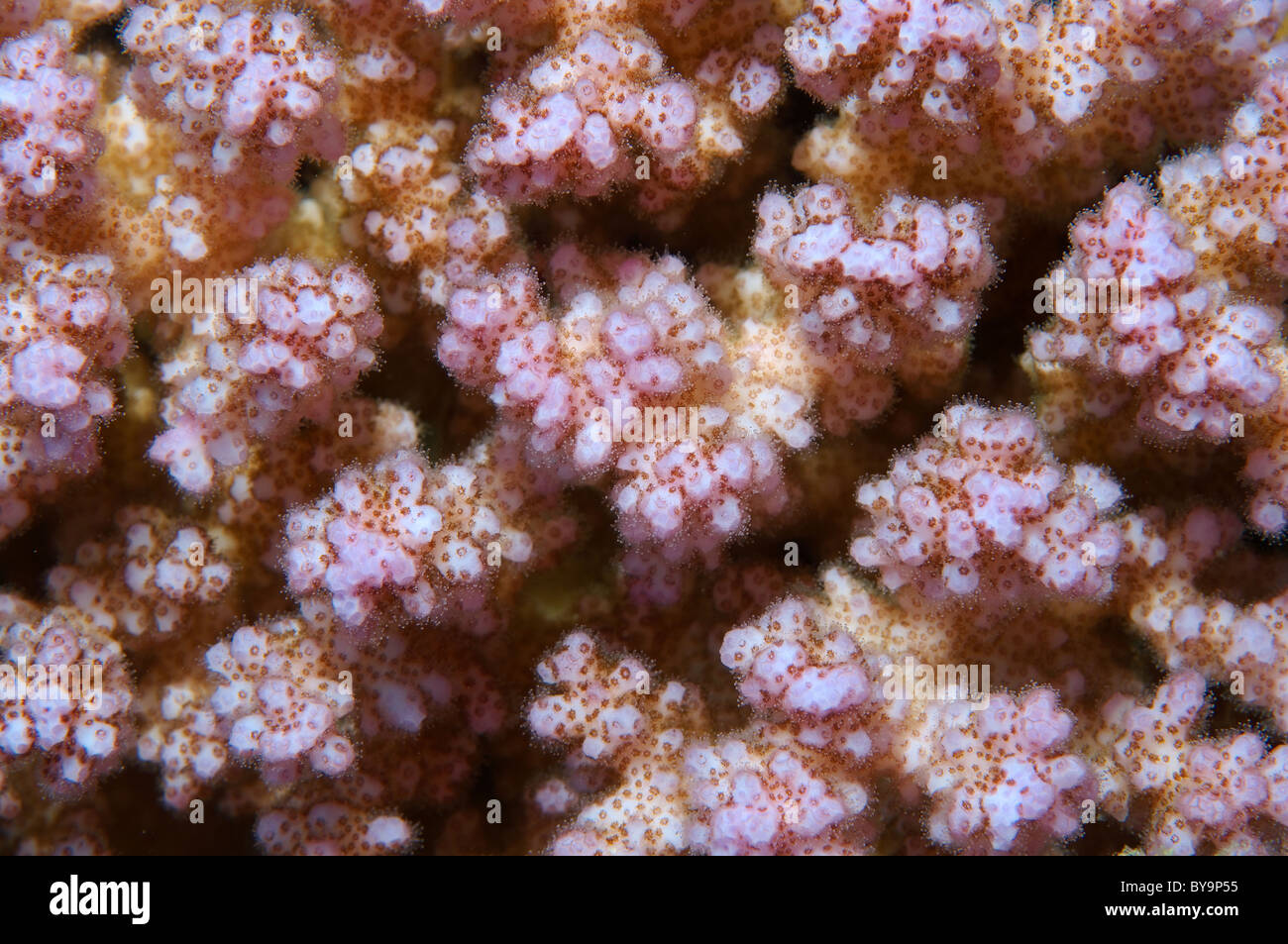 Closeup of texture coral reef Stock Photo - Alamy