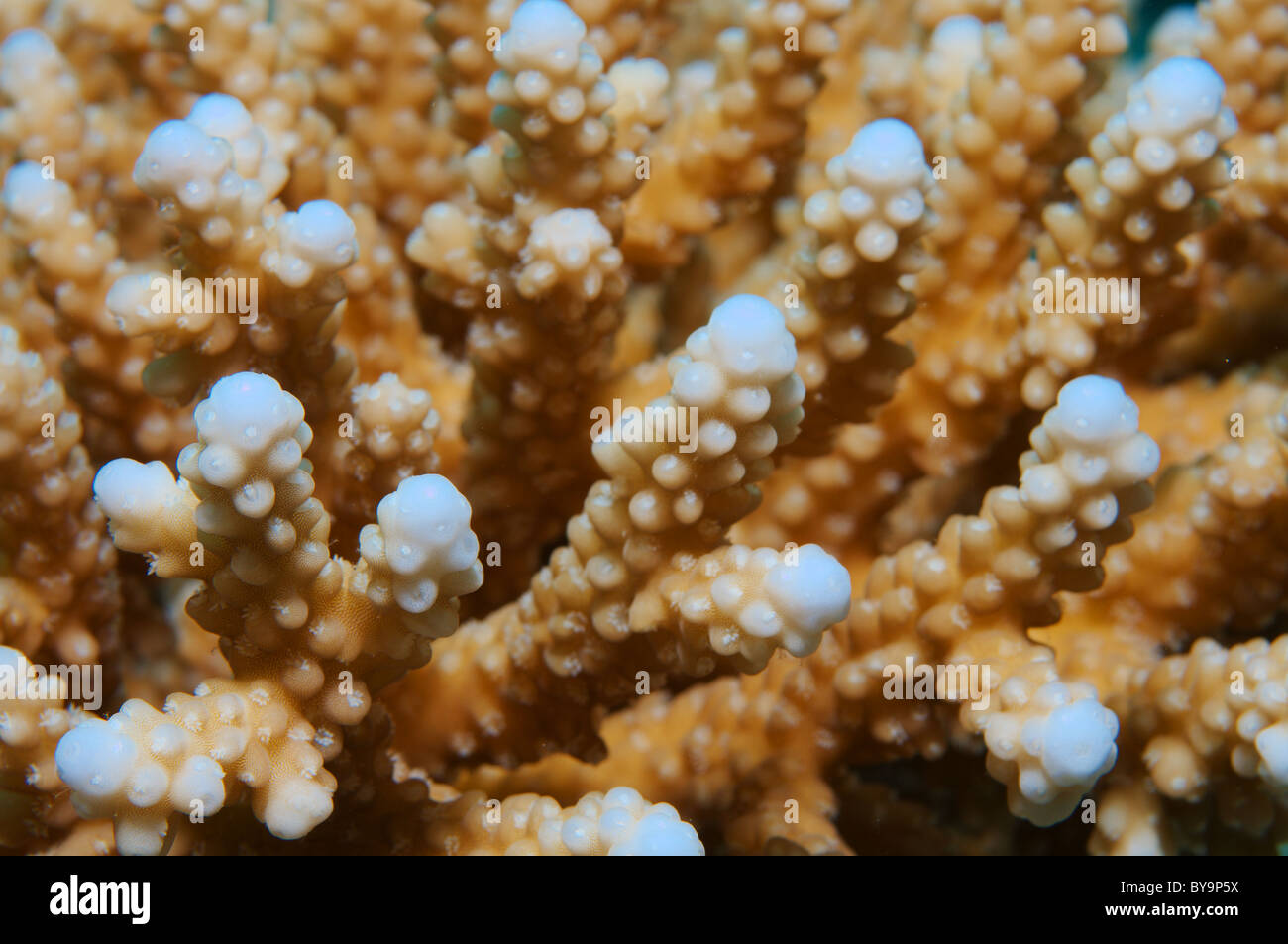 Closeup of texture coral reef Stock Photo - Alamy