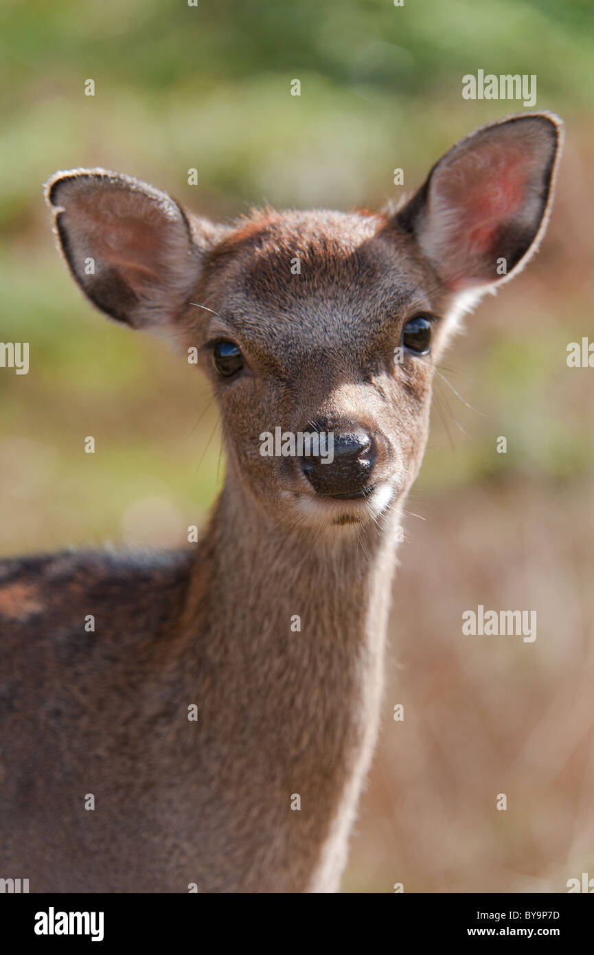 Sika deer at knole park hi-res stock photography and images - Alamy