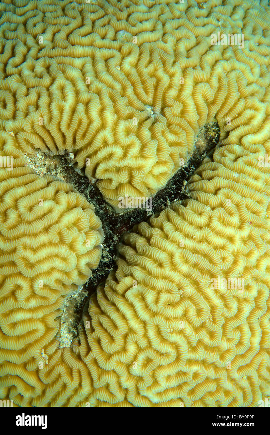 Closeup of texture coral reef Stock Photo - Alamy