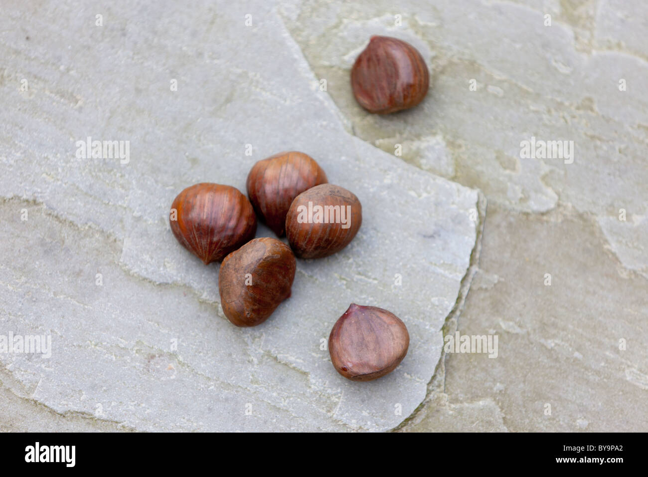 Chestnuts sitting on a stone surface Stock Photo - Alamy