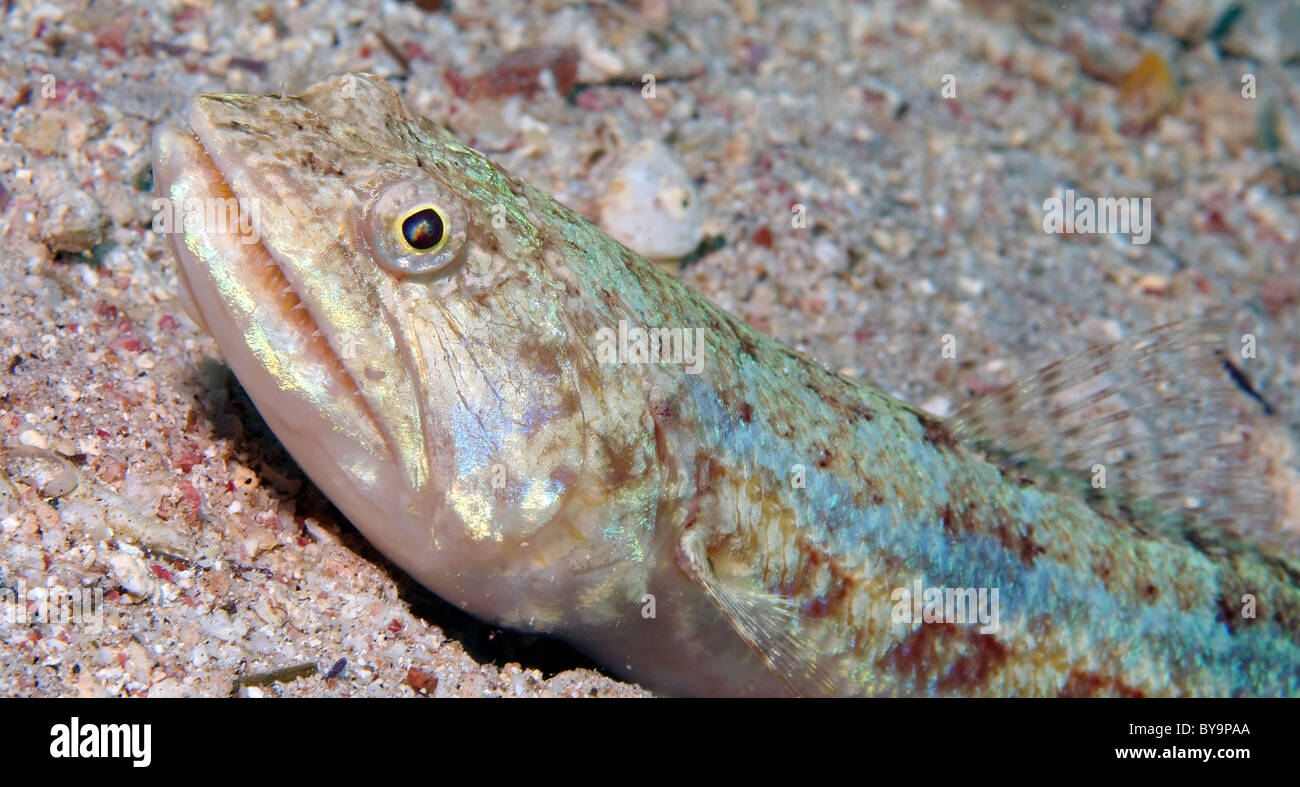 Poirtrait of the Lizardfishes in sand, Synodus variegatus Stock Photo ...