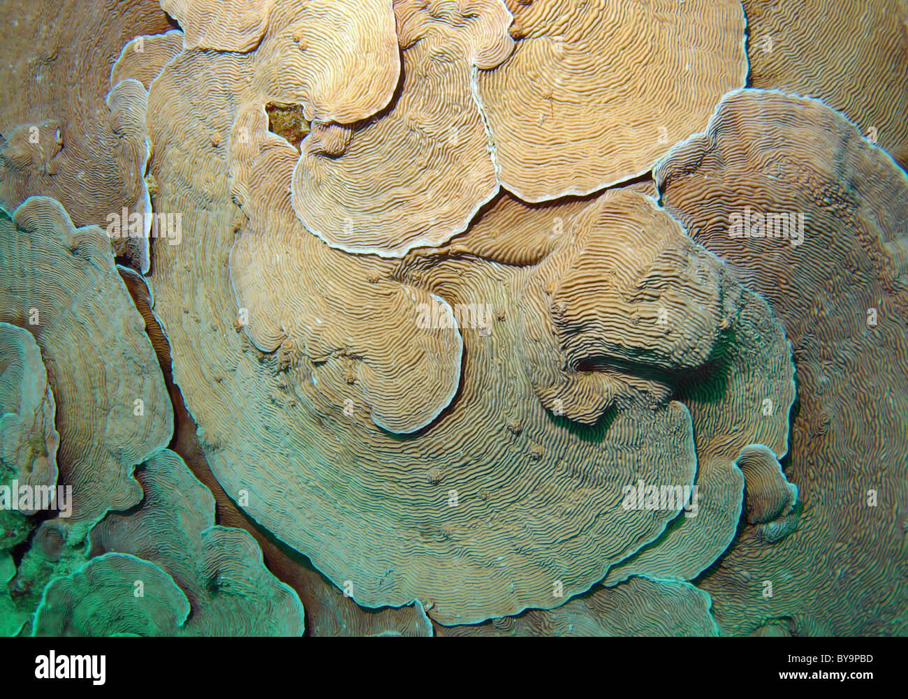 Closeup of texture coral reef Stock Photo - Alamy