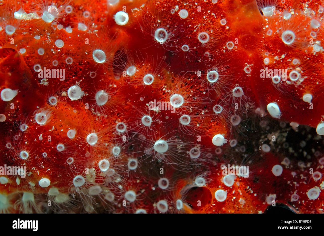 Closeup of texture coral reef Stock Photo - Alamy