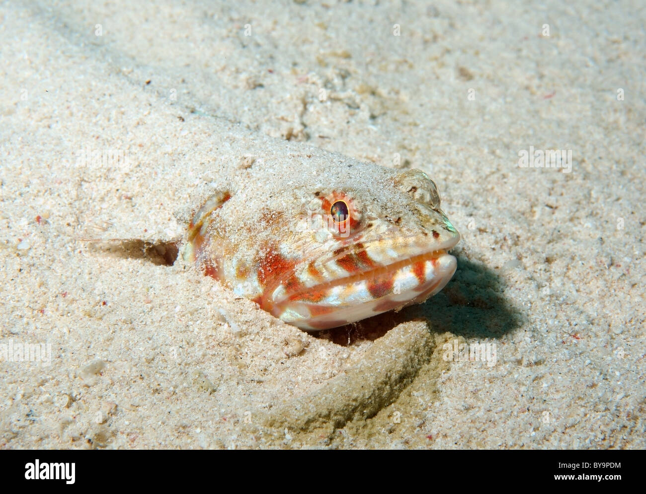 Lizardfishes hi-res stock photography and images - Alamy