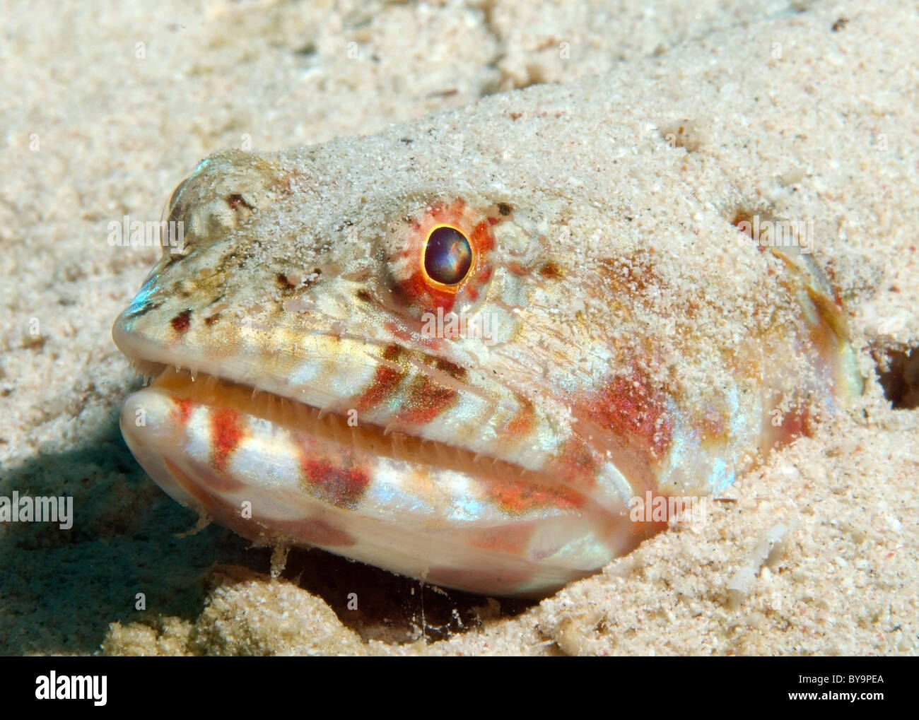 Short nosed lizardfish hi-res stock photography and images - Alamy