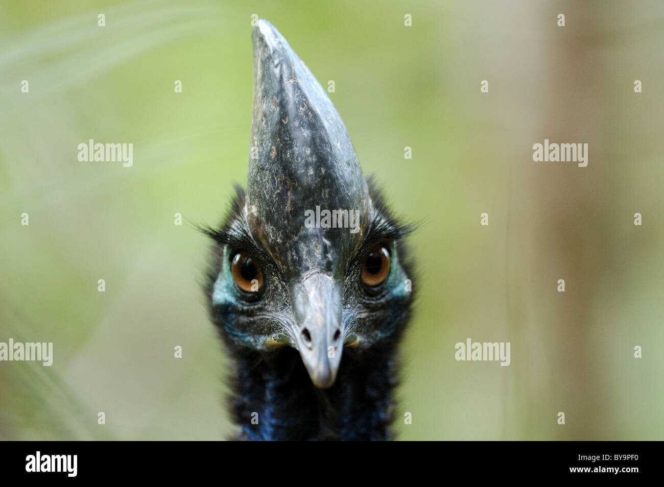 Southern Cassowary (Casuarius casuarius) in Tam O'Shanter National Park ...