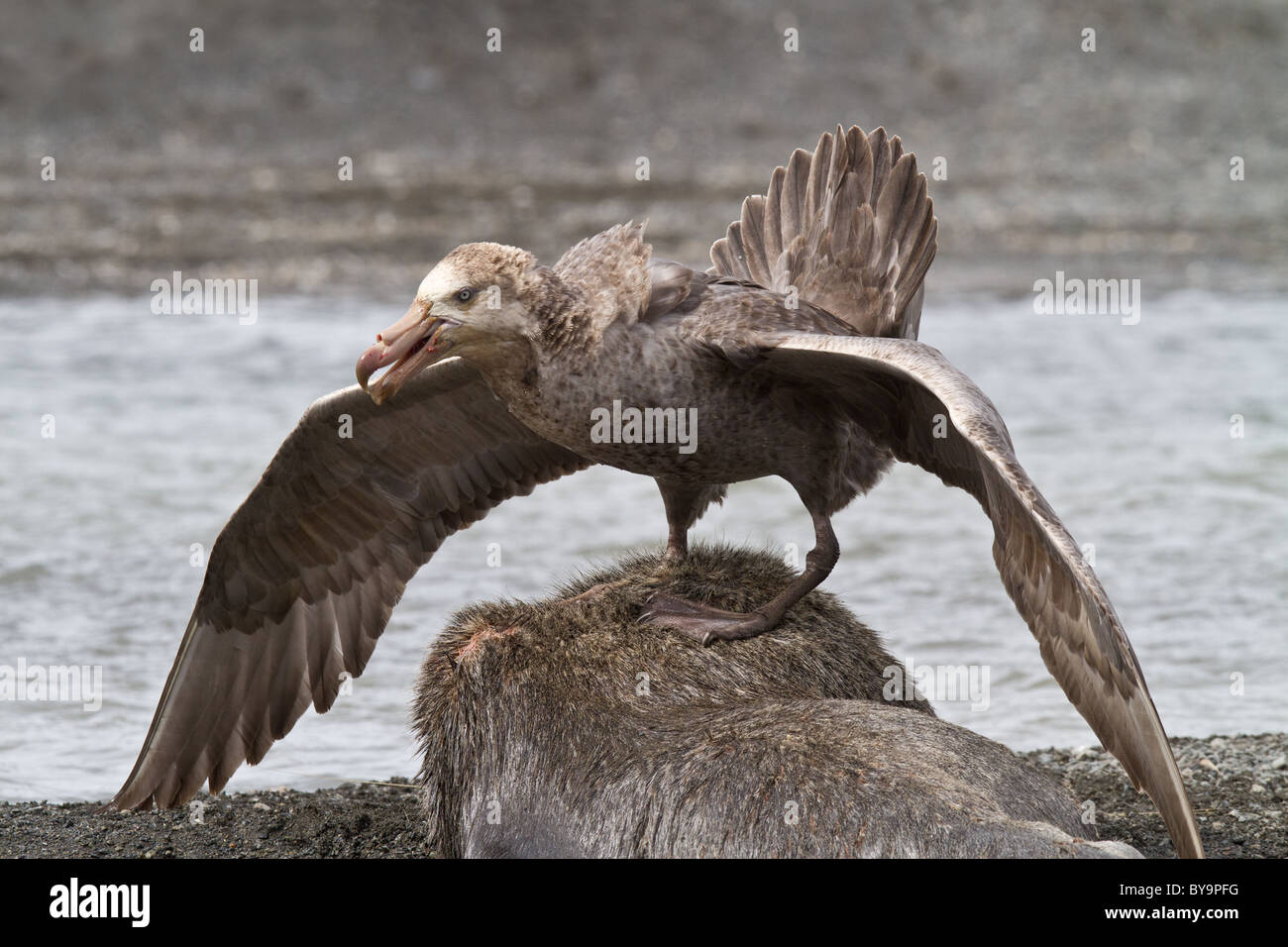 Northern Giant Petrel (Macronectes halli) on dead Antarctic Fur Seal ...