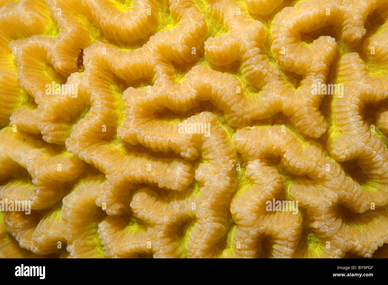 Closeup of texture coral reef Stock Photo - Alamy