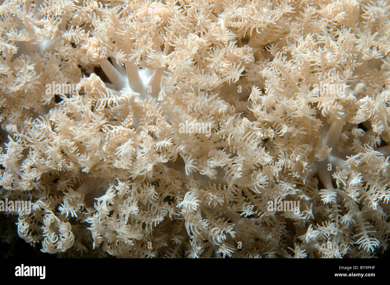 Closeup of texture coral reef Stock Photo - Alamy