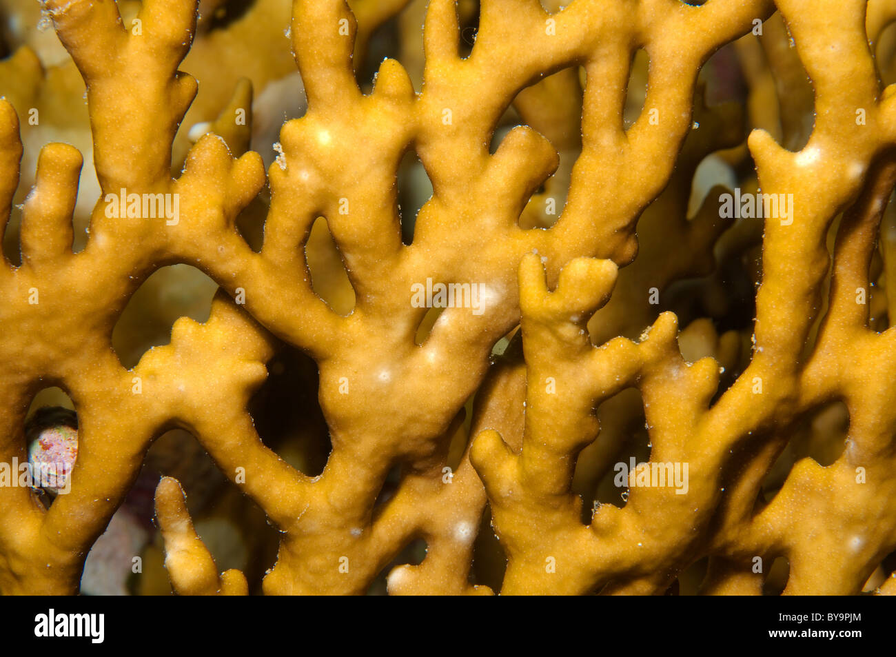Coral reef underwater structure hi-res stock photography and images - Alamy