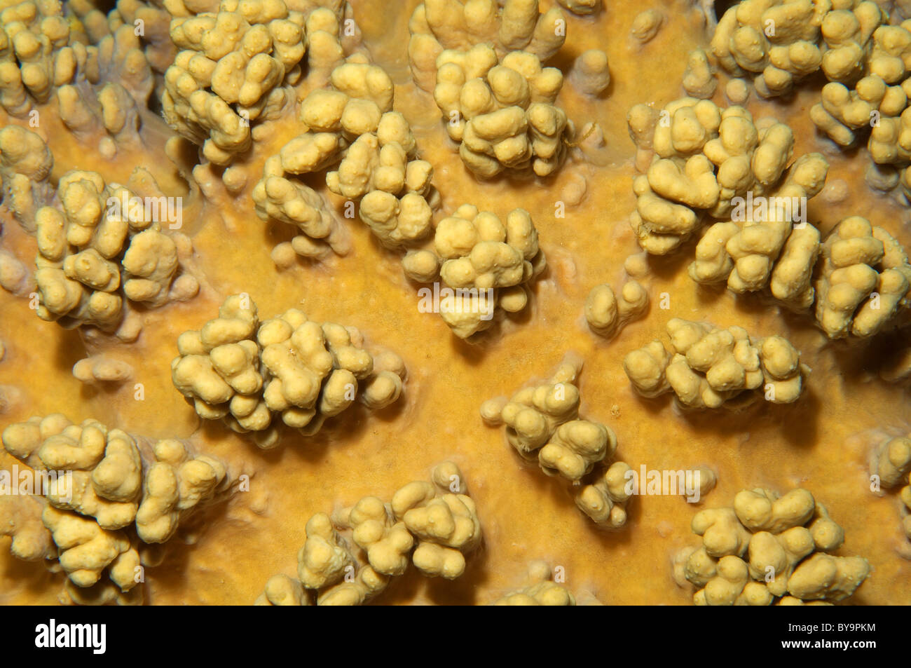 Closeup of texture coral reef Stock Photo - Alamy
