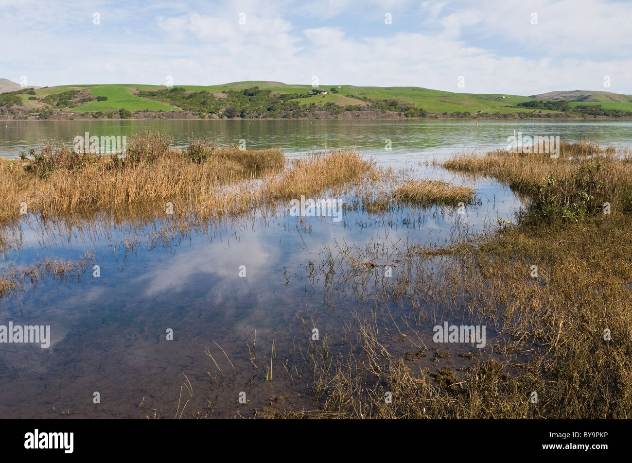Marsh Water And Shore