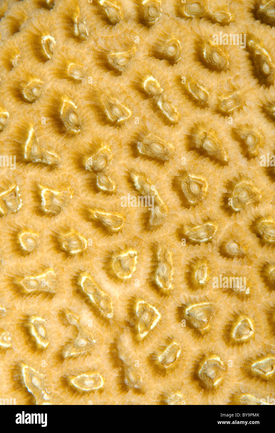 Closeup of texture coral reef Stock Photo - Alamy