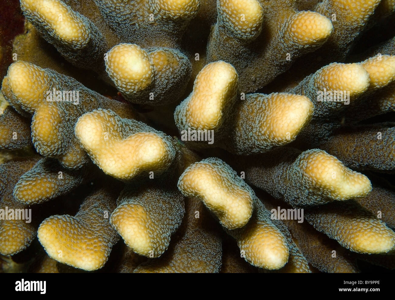 Closeup of texture coral reef Stock Photo - Alamy