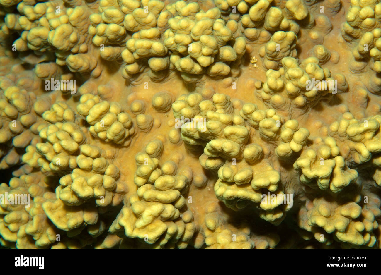 Closeup of texture coral reef Stock Photo - Alamy