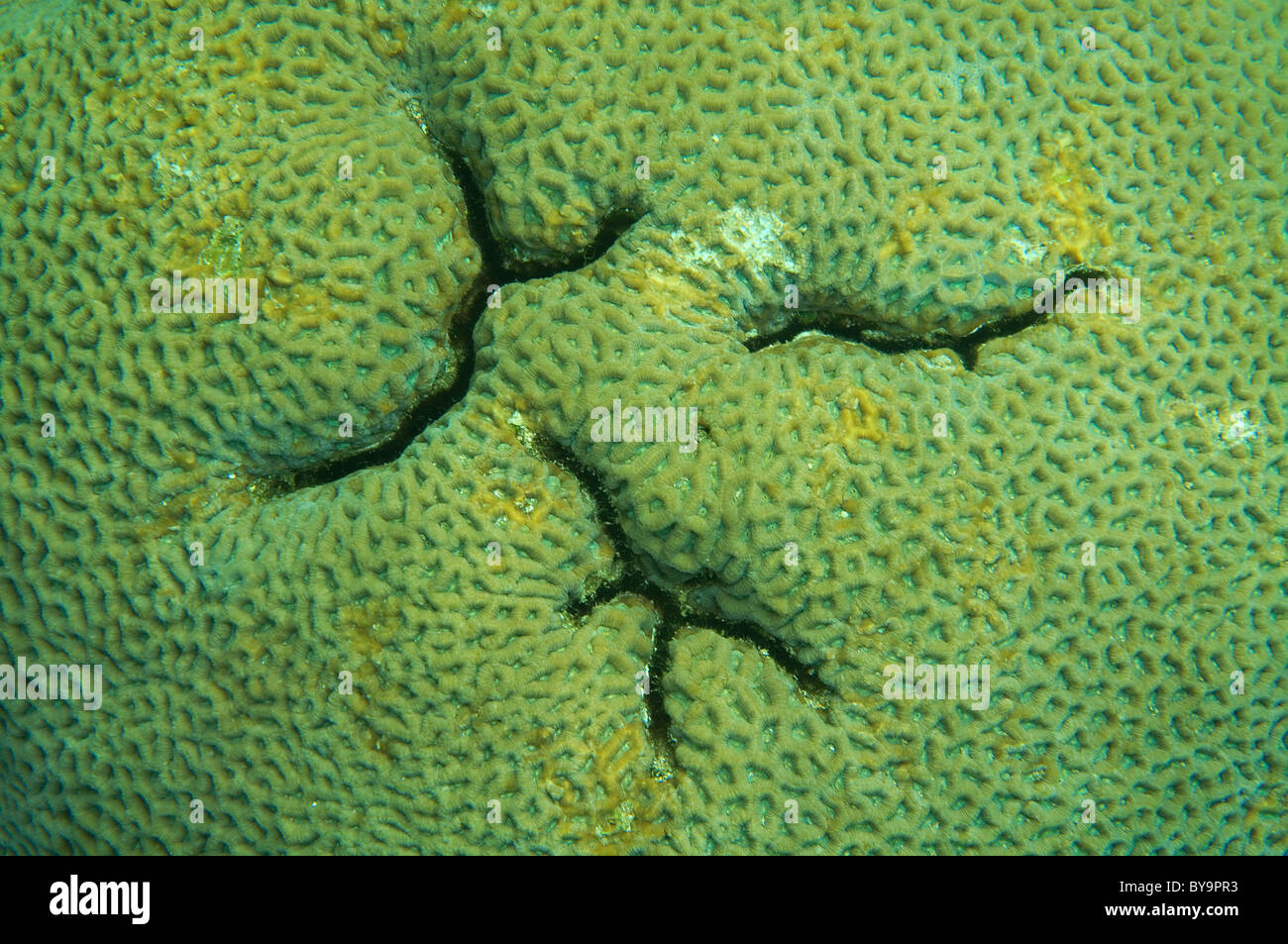 Reef texture hi-res stock photography and images - Alamy