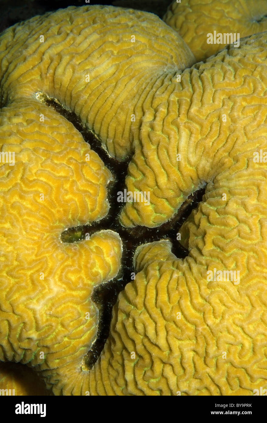 Reef texture hi-res stock photography and images - Alamy