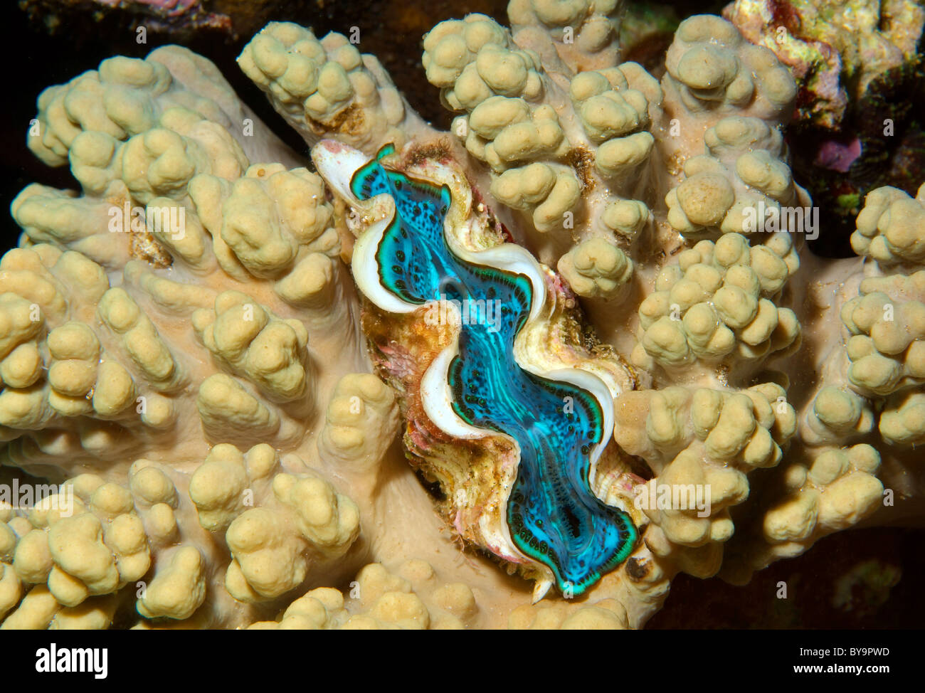 maxima clam or small giant clam (Tridacna Maxima) in coral reef, Red ...