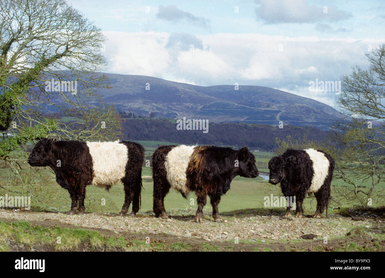 Belted galloway breed hi-res stock photography and images - Alamy