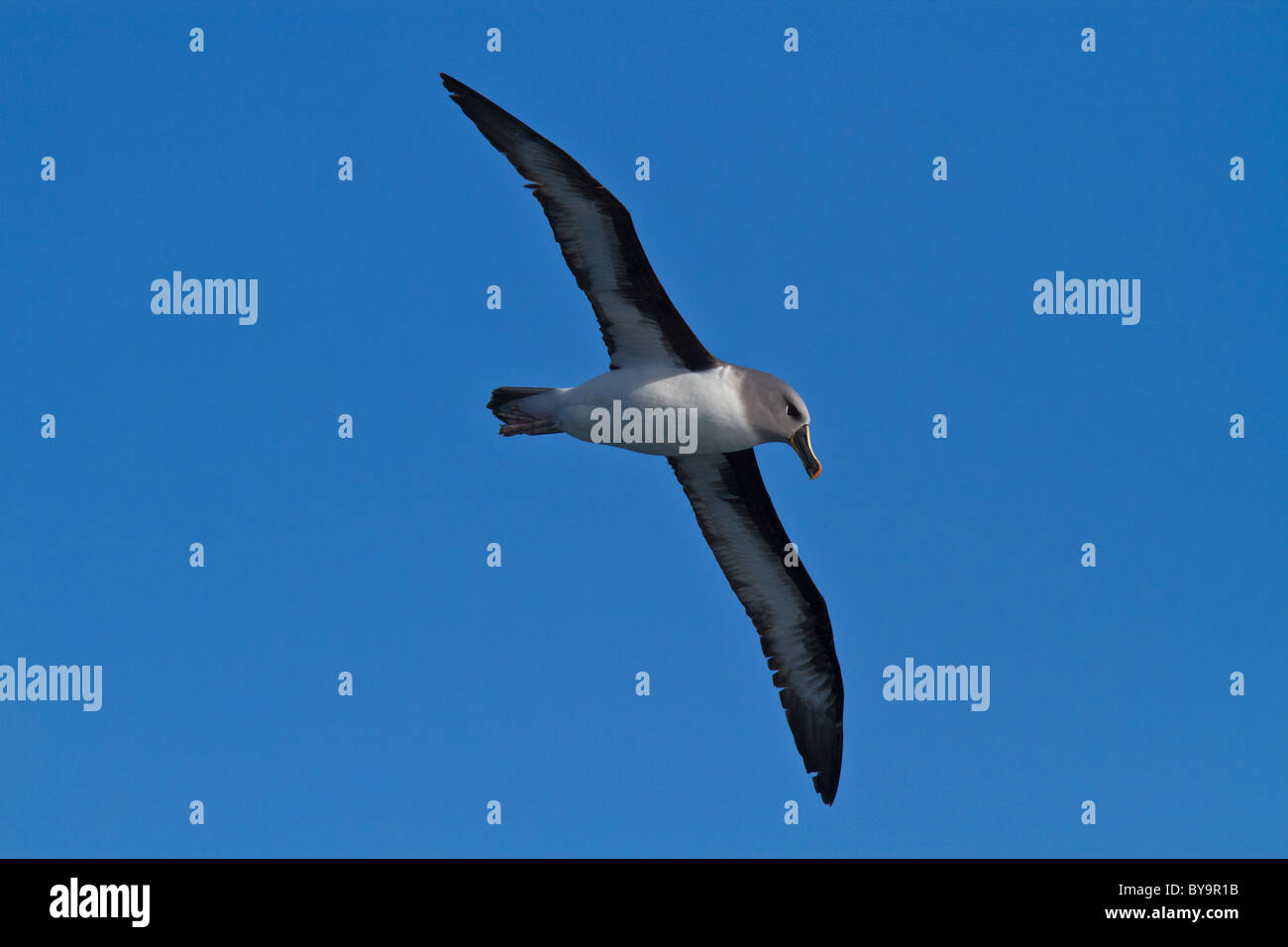 Adult Grey-headed Albatross (Thalassarche chrysostoma) in flight, Drake ...