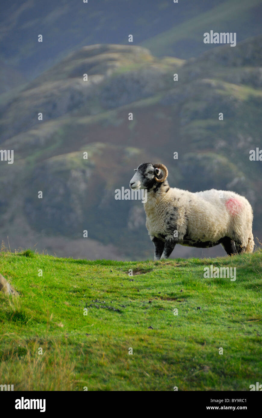 Swaledale sheep in the English Lake District Stock Photo - Alamy