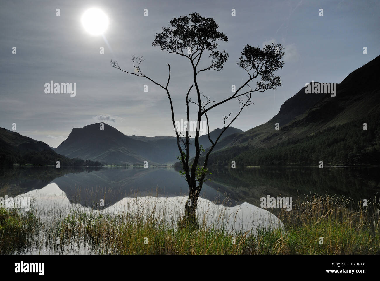 Lone Tree Buttermere Lake District High Resolution Stock Photography ...