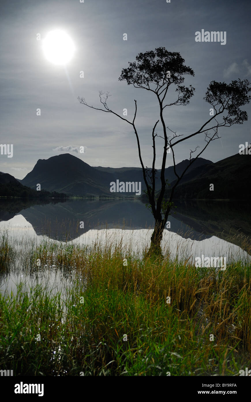 Lone tree buttermere lake district hi-res stock photography and images ...