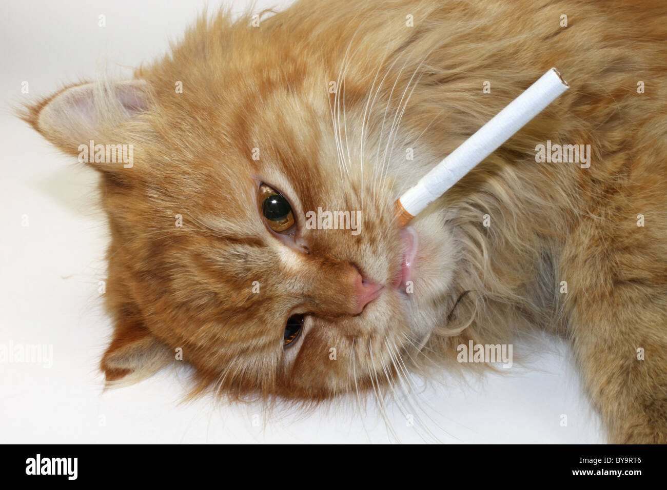 ginger cat with a cigarette on a white background close up Stock Photo ...