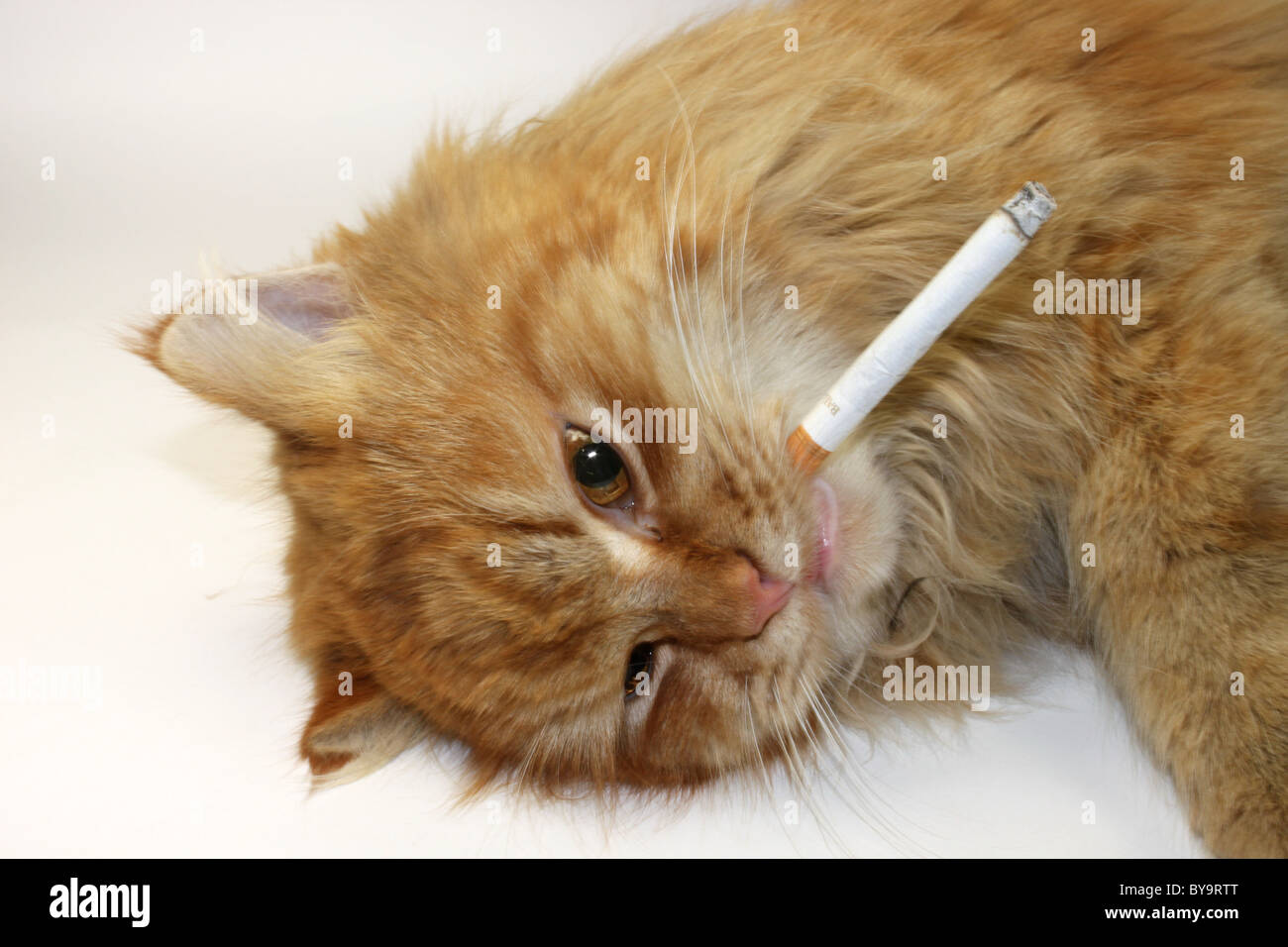 ginger cat with a cigarette on a white background close up Stock Photo ...