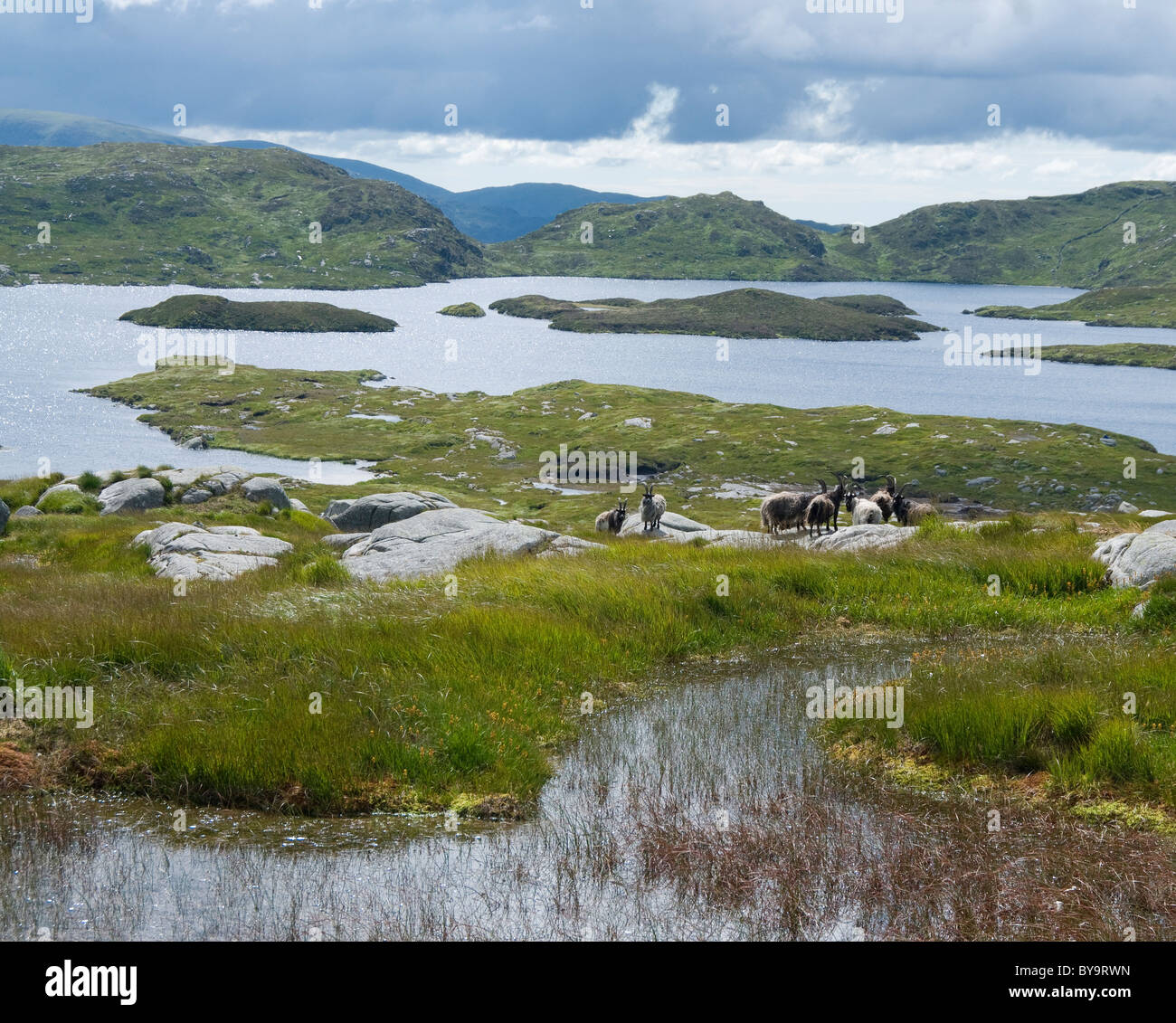 Feral Goats, Loch Enoch, Galloway Forest Park Stock Photo - Alamy