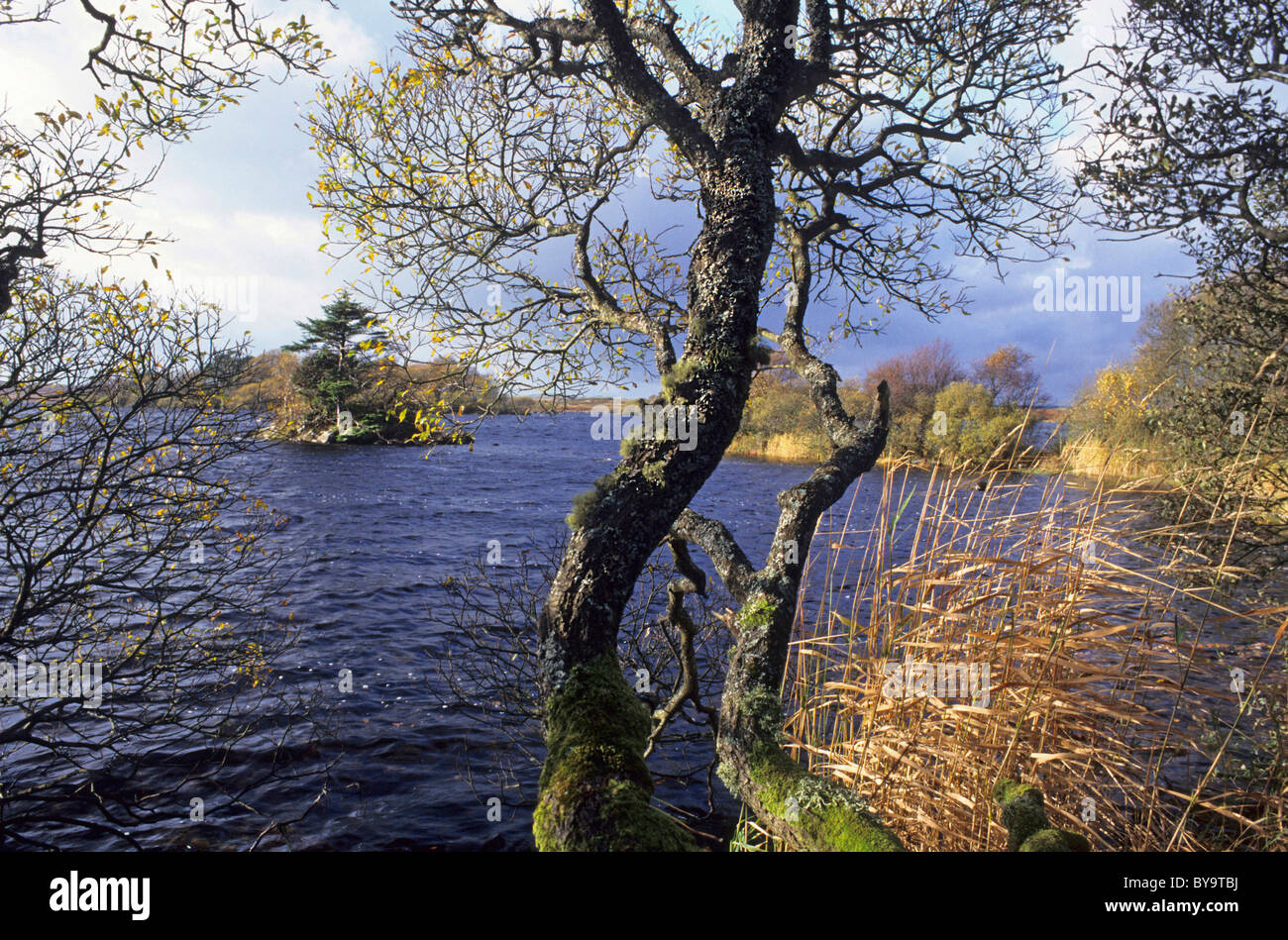 Mochrum Loch, Machars of Wigtownshire, Galloway Stock Photo - Alamy