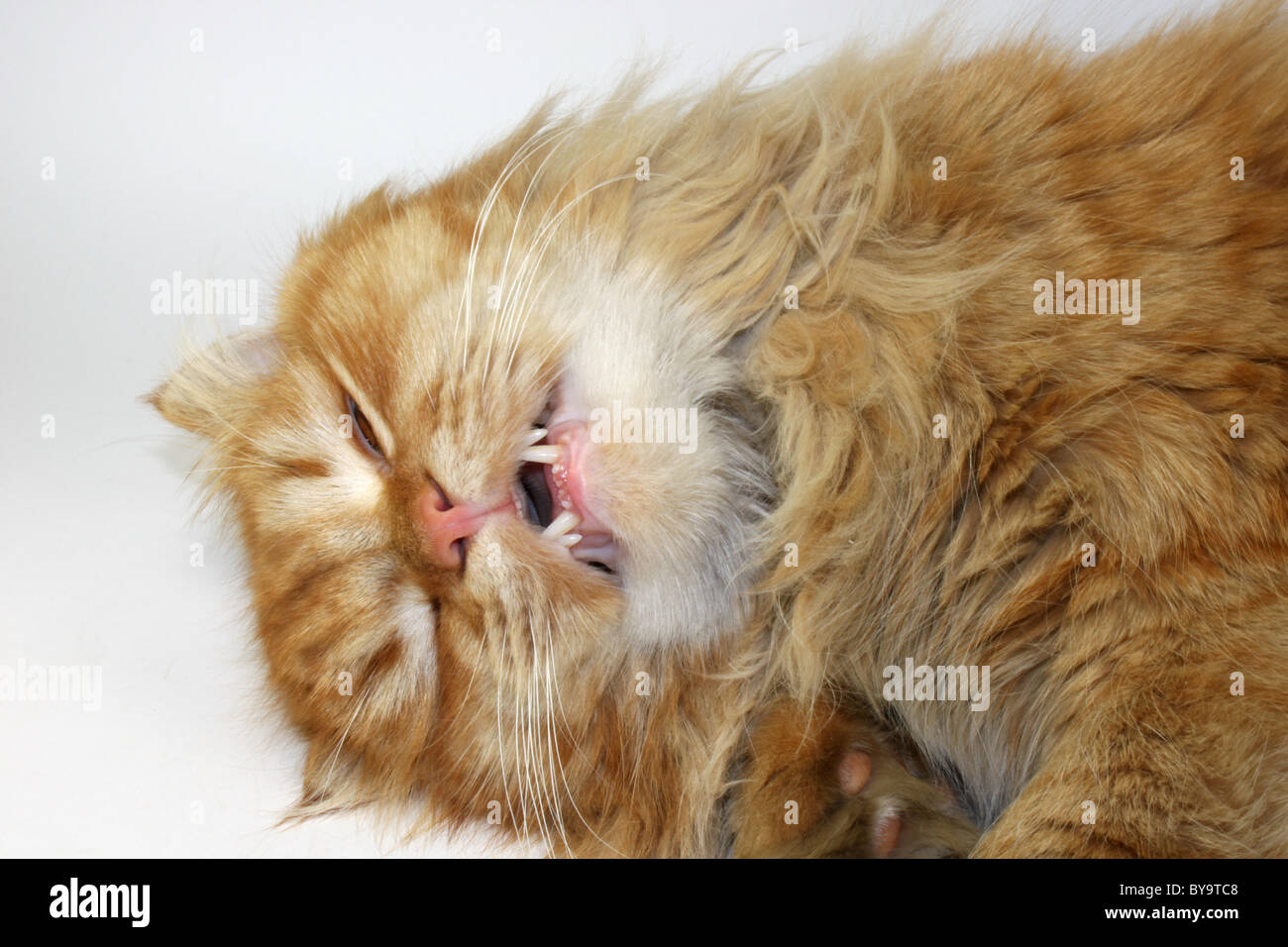 red cat on white background close up Stock Photo - Alamy