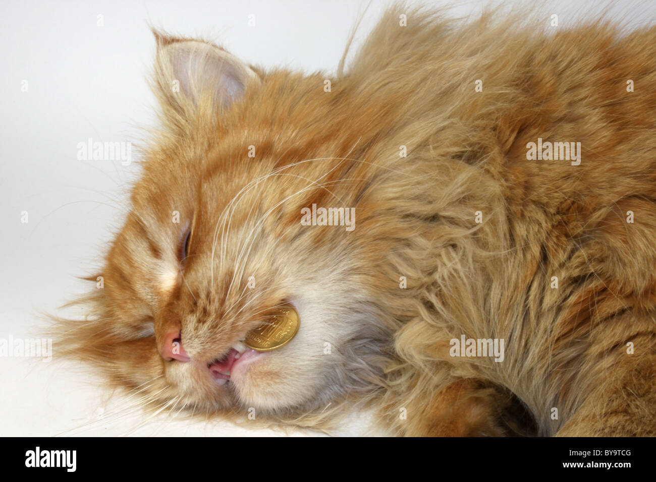 red cat on white background close up Stock Photo - Alamy