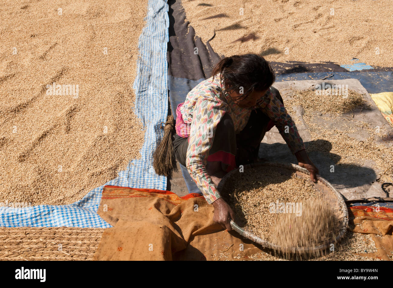 Sifting Rice High Resolution Stock Photography and Images - Alamy
