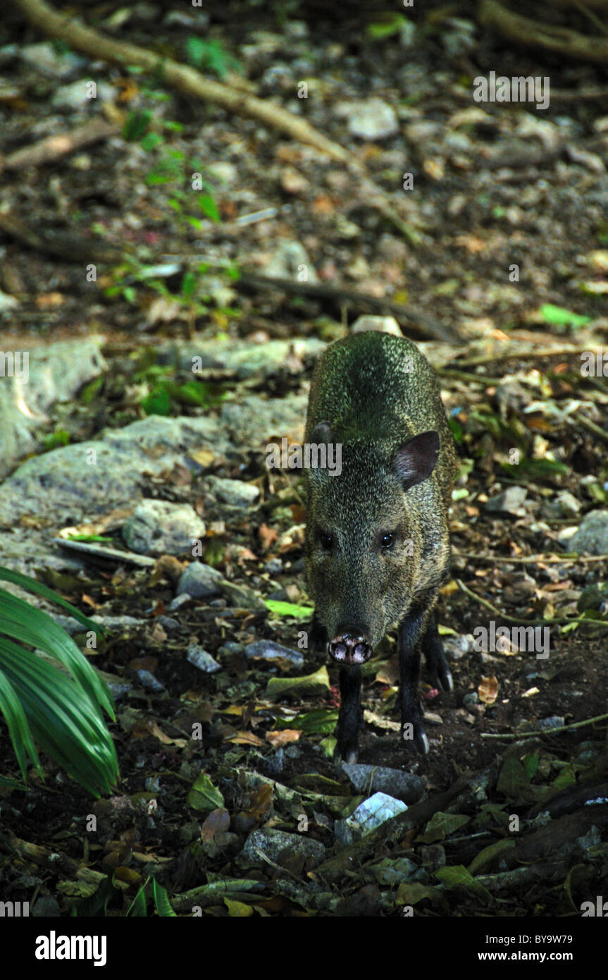Peccary jungle hi-res stock photography and images - Alamy