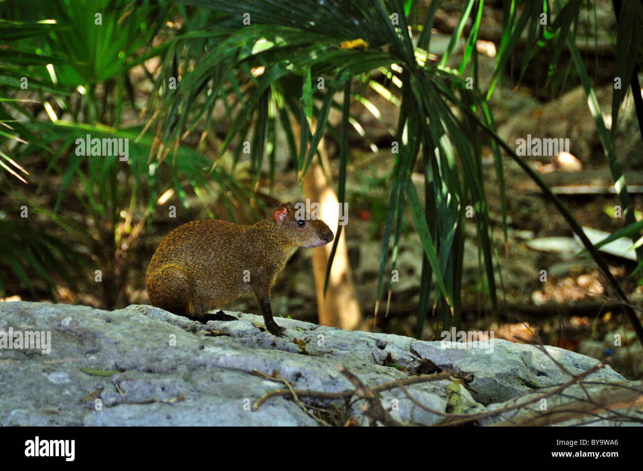 Central american agouti hi-res stock photography and images - Alamy