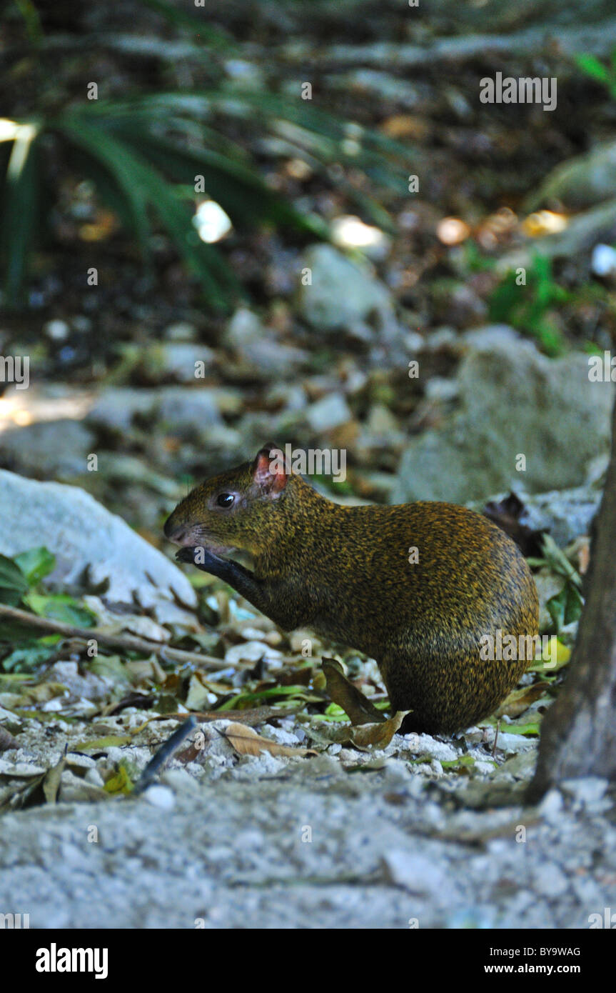 Central american agouti hi-res stock photography and images - Alamy