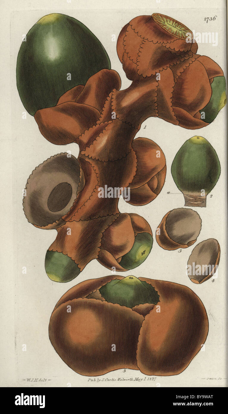 Cocoa gardens hi-res stock photography and images - Alamy