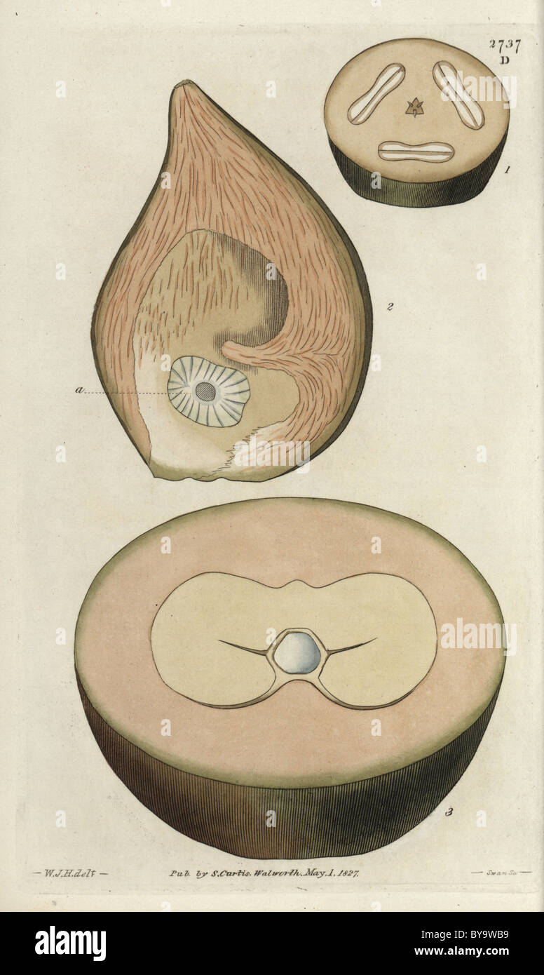 Double coconut or Seychelles Island cocoa-nut, Lodoicea sechellarum ...
