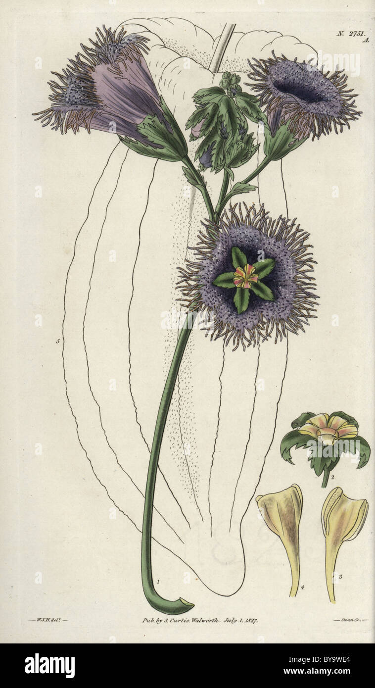 Telfairia pedata, Oyster nut, queen's nut, Zanzibar oil vine Stock ...