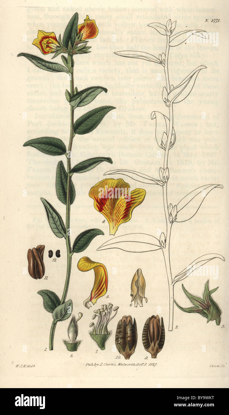 Mirbelia grandiflora hi-res stock photography and images - Alamy