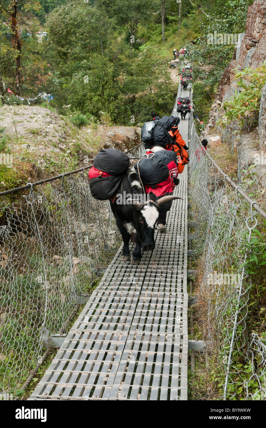 yak train on suspension bridge crossing over the Dudh Kosi River in the ...
