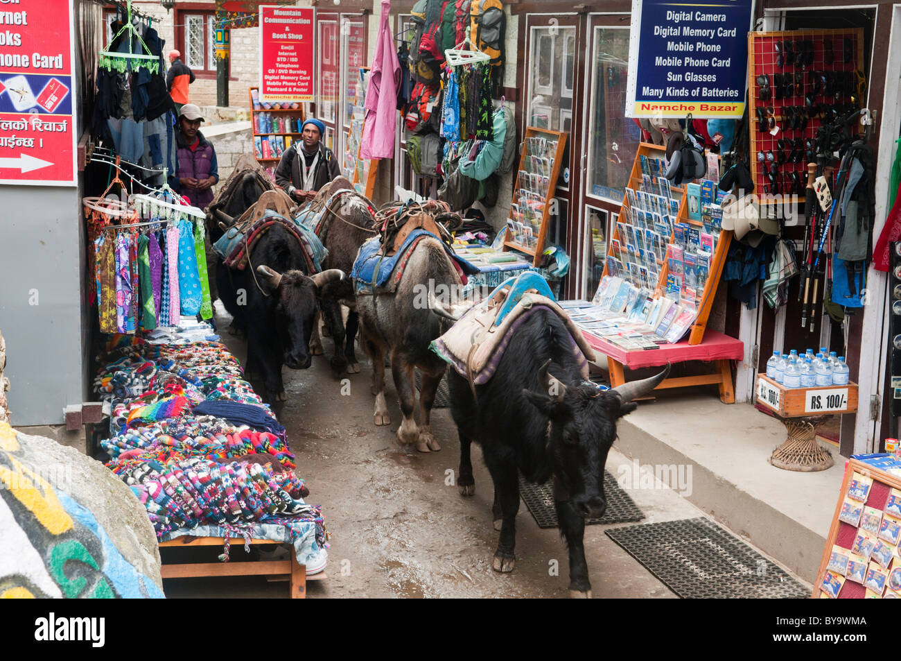 yaks run through Namche Bazaar in the Everest Region of Nepal Stock ...